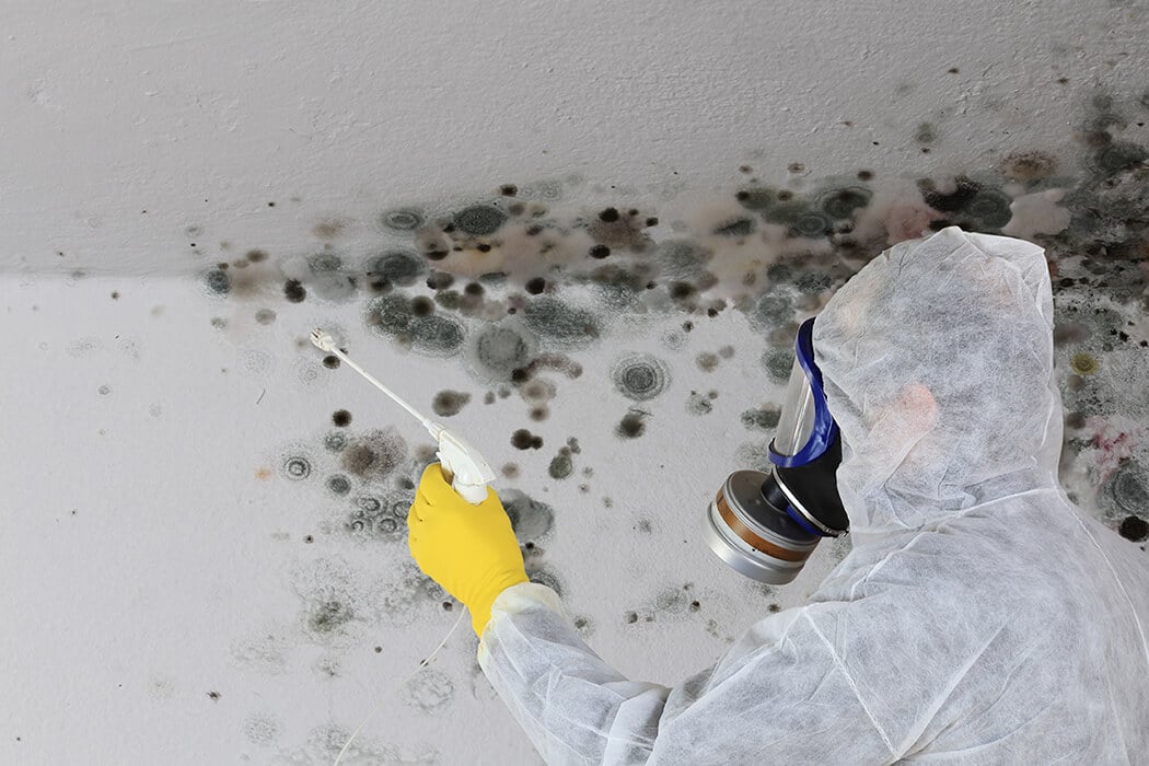 Household Mold & How it Affects Your Health | Mold Removal Household Mold & How it Affects Your Health | Mold Removal